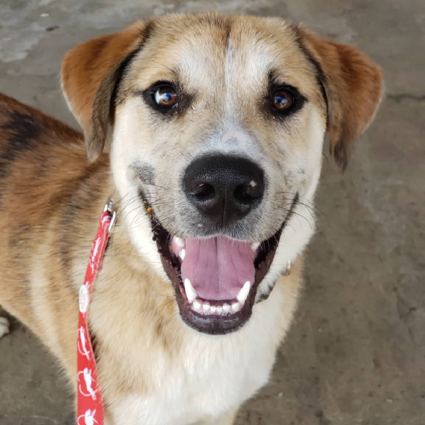 Available Dogs - The Canine Healing Project